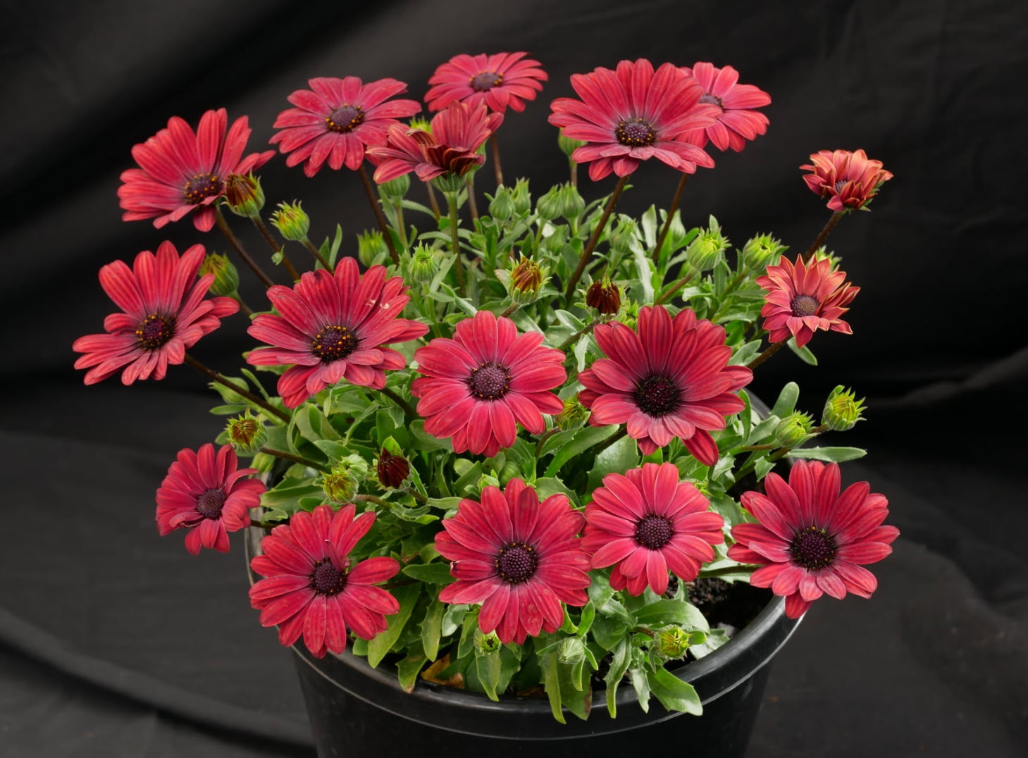 Red Daisy Flower Red Daisy – Burwood Nurseries