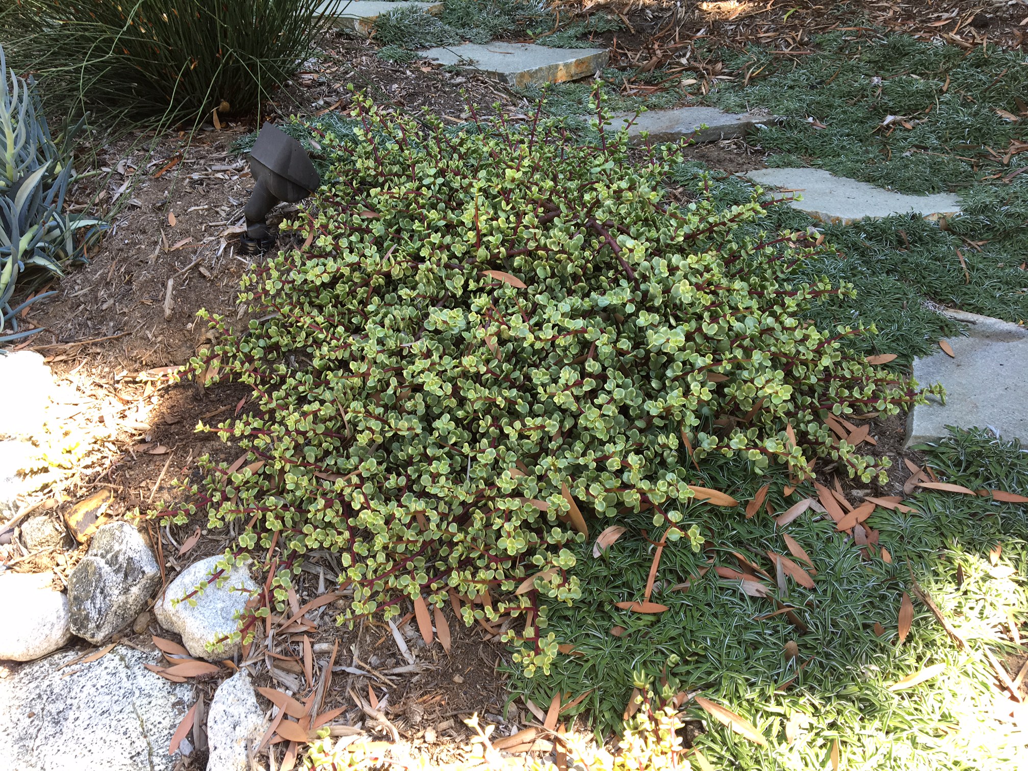 Portulacaria afra 'Variegata' - Rainbow Bush | PlantMaster