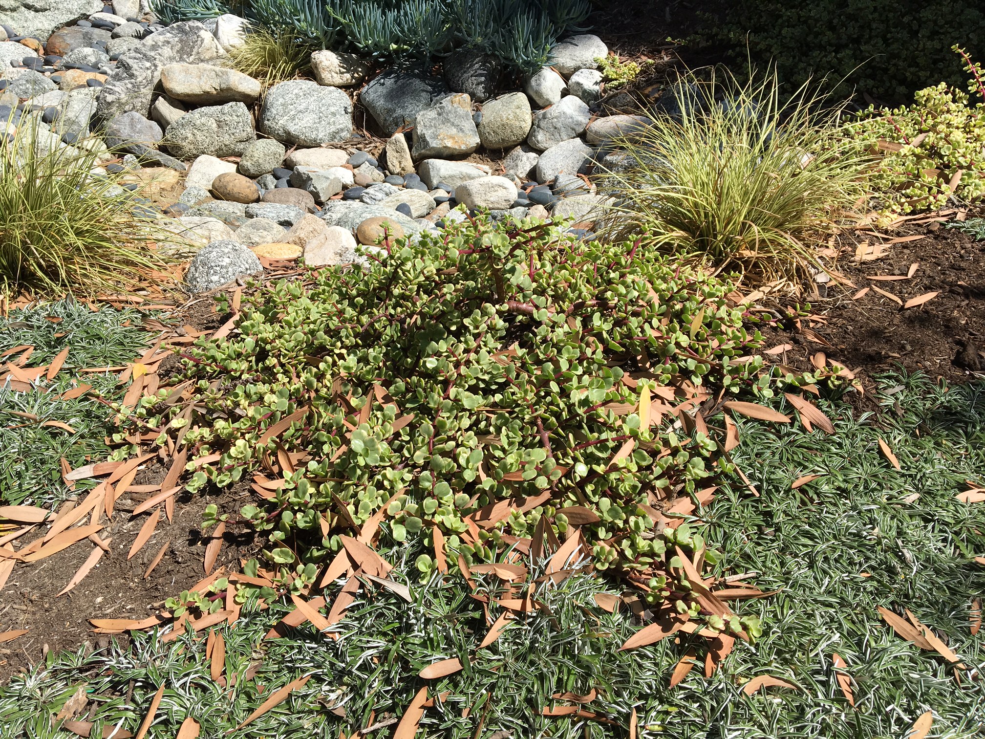 Portulacaria afra 'Variegata' - Rainbow Bush | PlantMaster