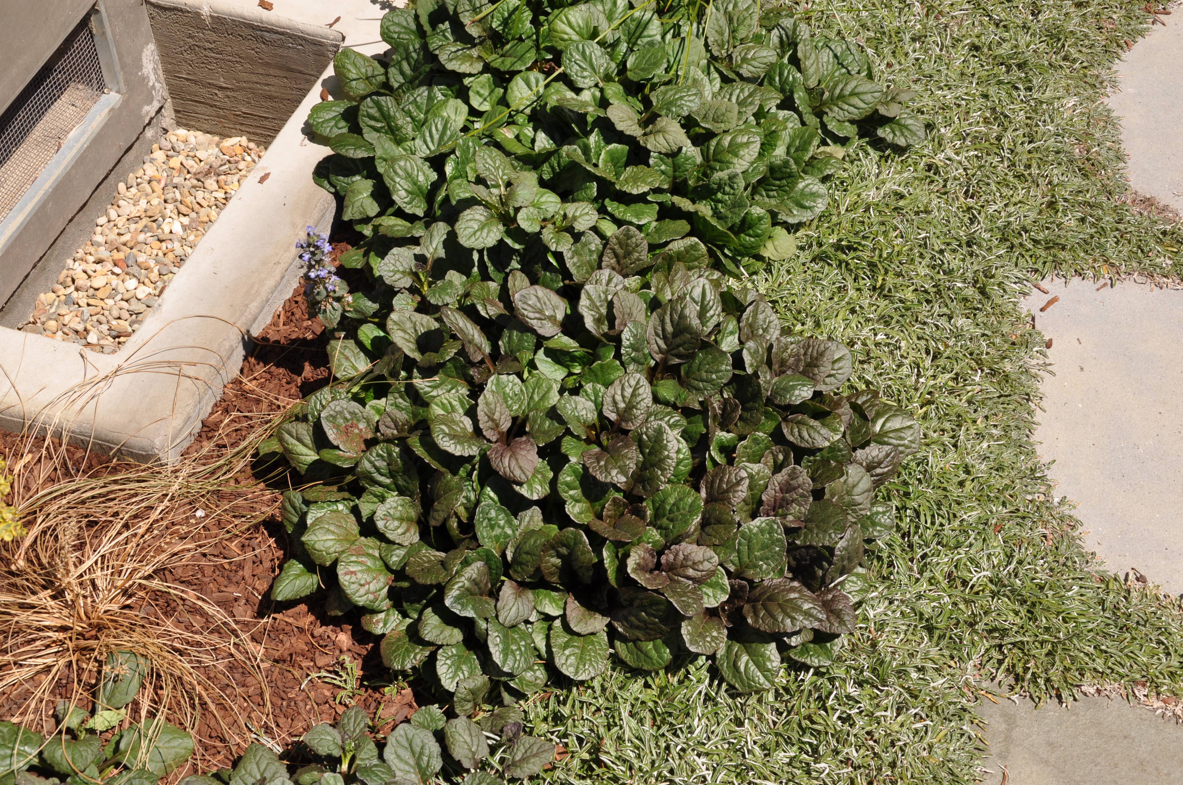 Day 276 Carpet Bugleweed A Year In Photos A Ground Cover With Color