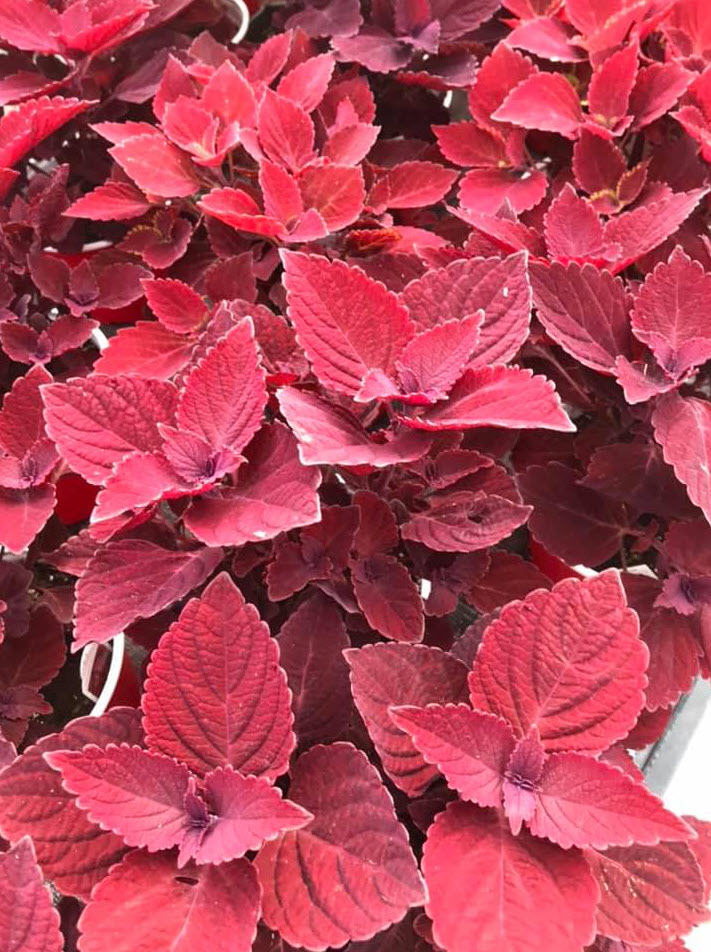 Solenostemon 'Ruby Slipper' - Coleus Ruby Slipper | PlantMaster