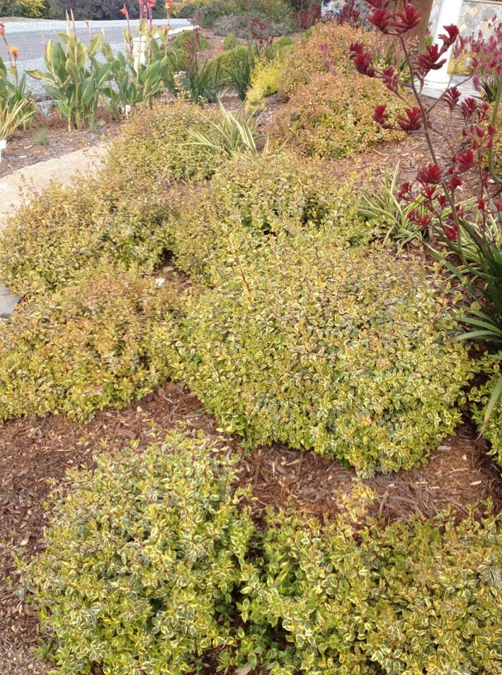 Twist Of Lime Abelia Abelia Grandiflora 'Twist Of Lime' Abelia From