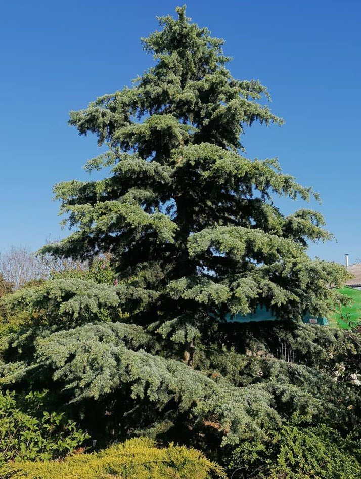 Cedrus deodara 'Karl Fuchs' - Karl Fuchs Deodar Cedar | PlantMaster