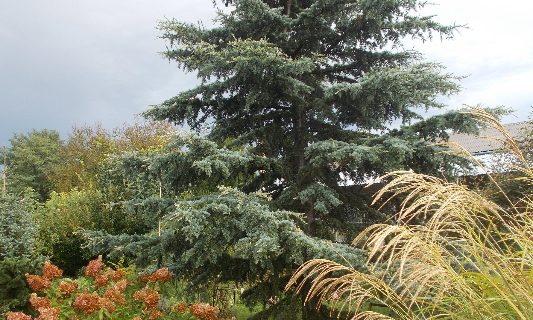 Cedrus deodara 'Karl Fuchs' - Karl Fuchs Deodar Cedar | PlantMaster
