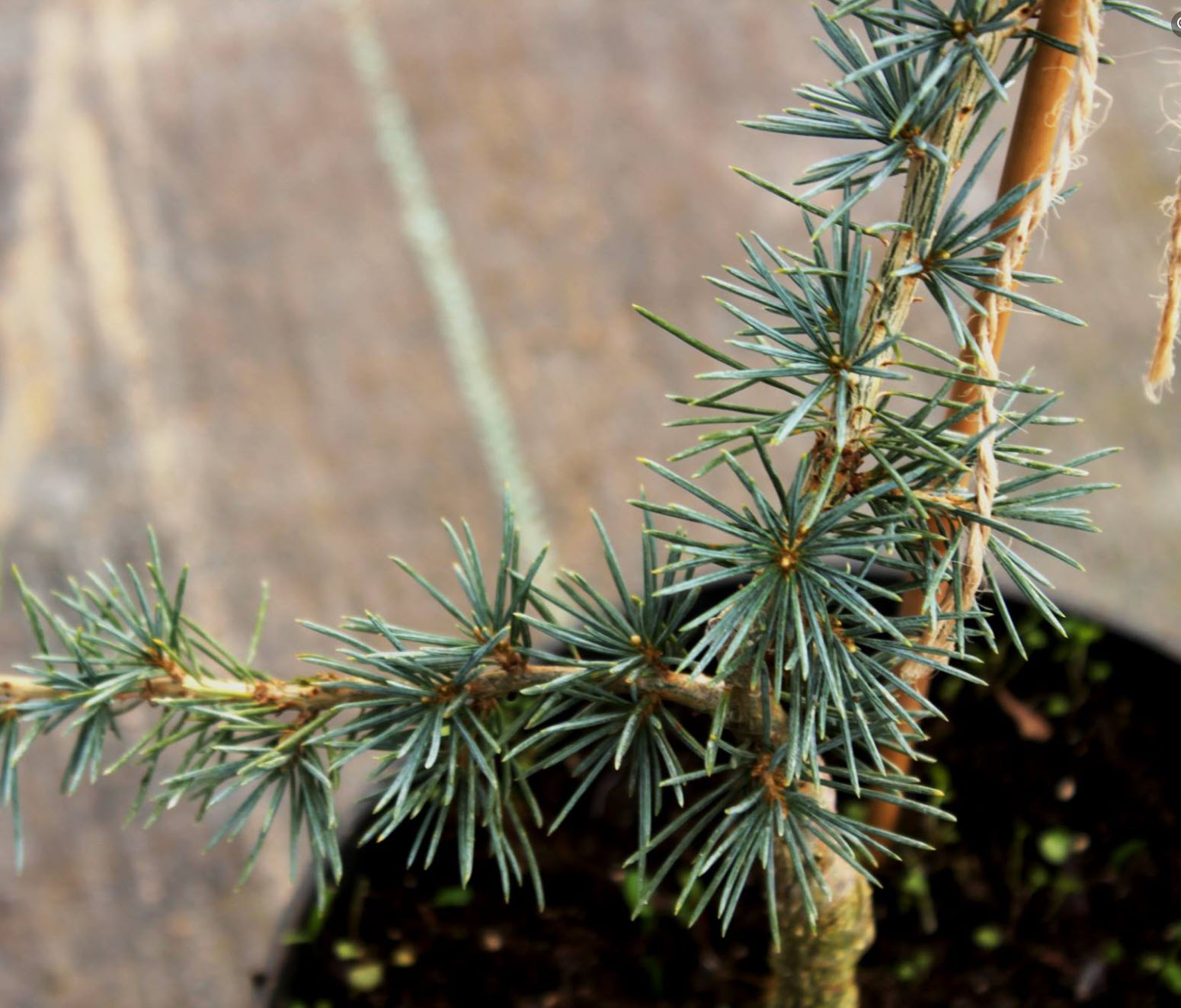 Cedrus deodara 'Karl Fuchs' - Karl Fuchs Deodar Cedar | PlantMaster