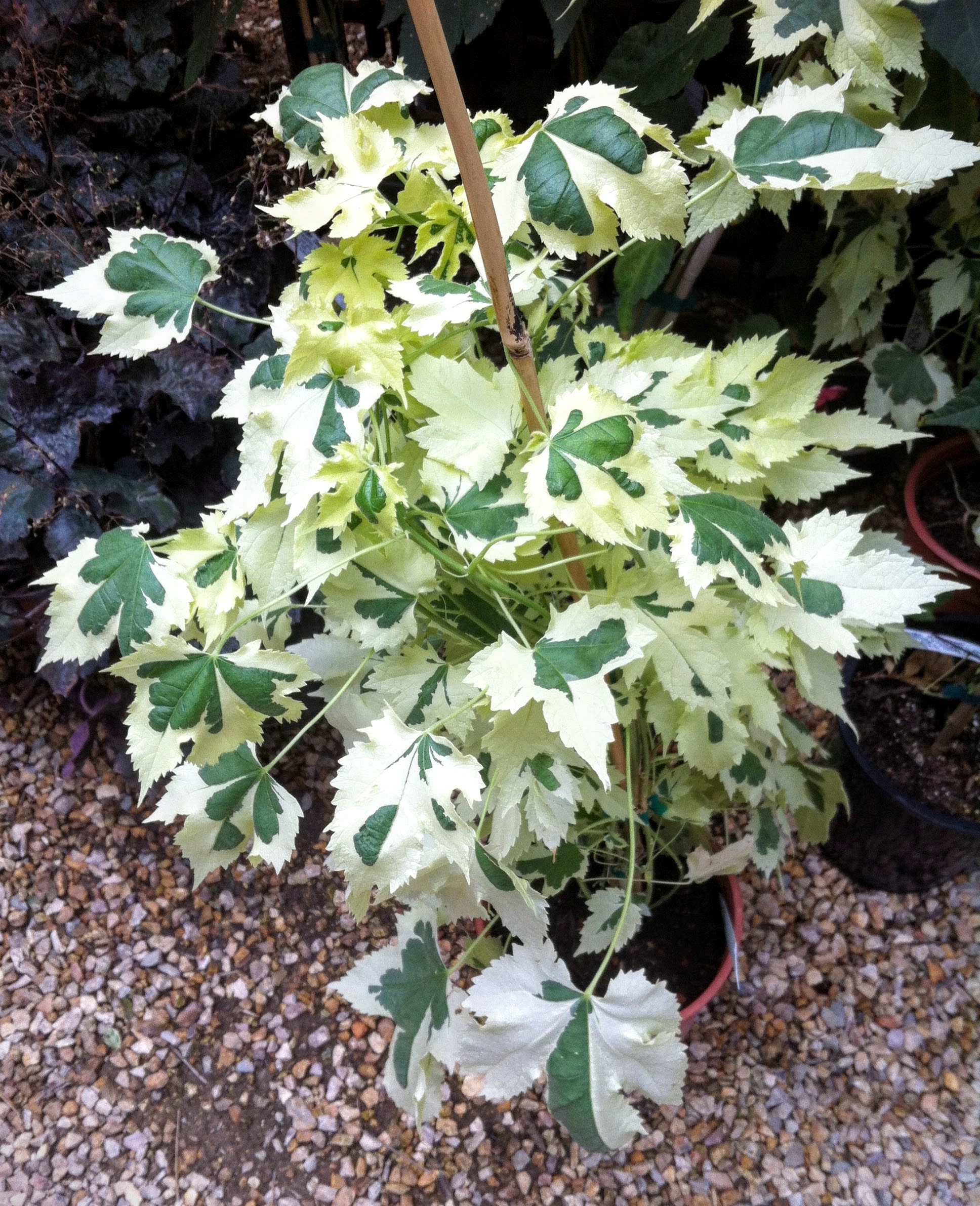 White Flowering Maple Buy Abutilon Alba Plants | Free Shipping Over