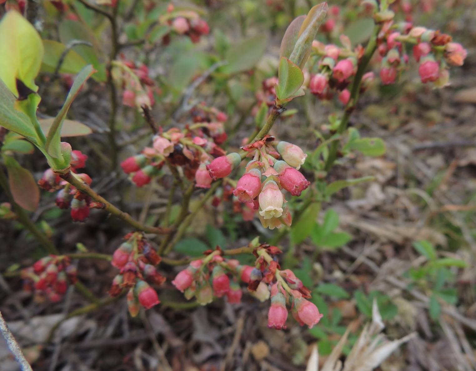 Vaccinium pallidum - Hillside Blueberry | PlantMaster