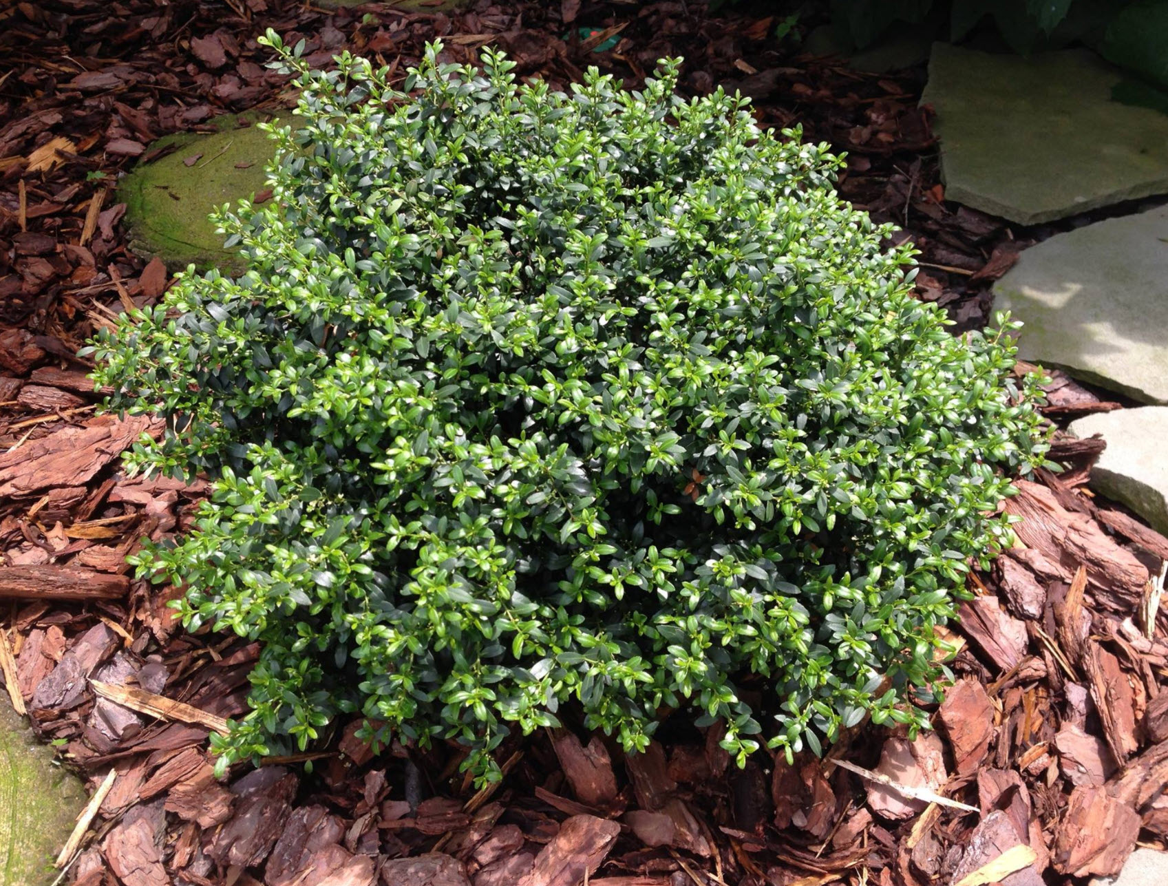 Dwarf Japanese Holly Shrub ( 1 ) Soft Touch Dwarf Japanese Holly