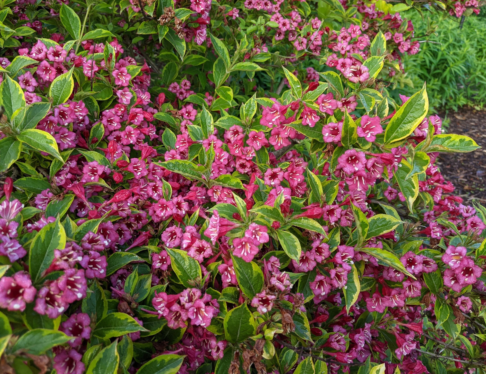 Shrub Weigela French Lace Weigela Florida 'French Lace™' Weigela