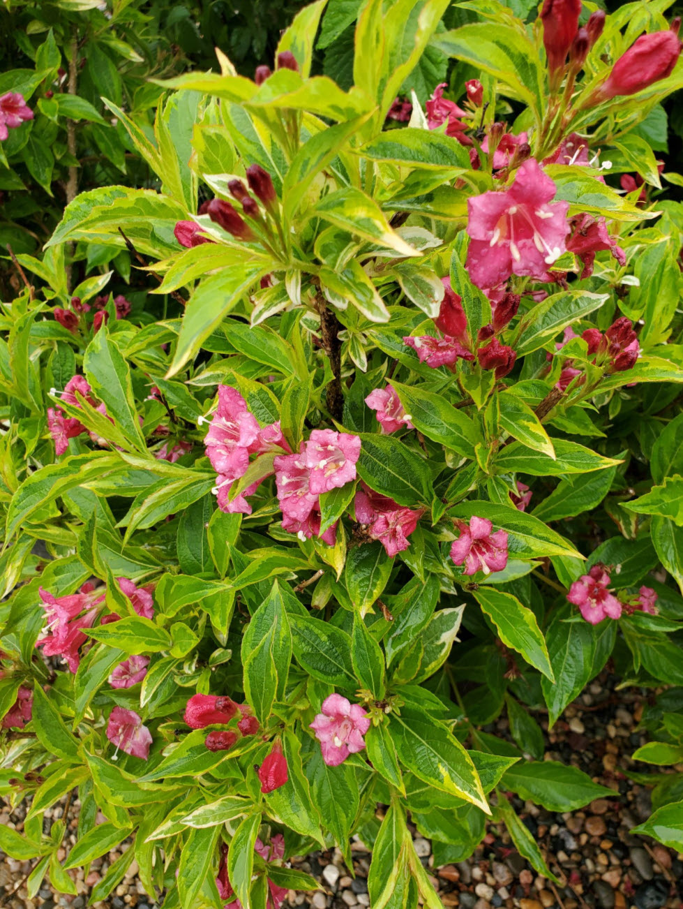 Shrub Weigela French Lace Weigela Florida 'French Lace™' Weigela