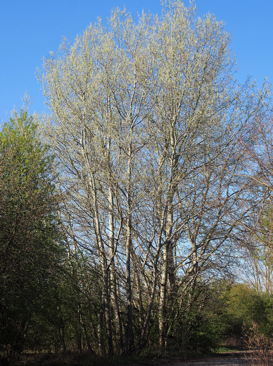 Populus alba - White Poplar | PlantMaster