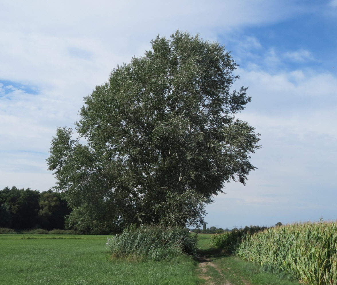 Populus alba - White Poplar | PlantMaster