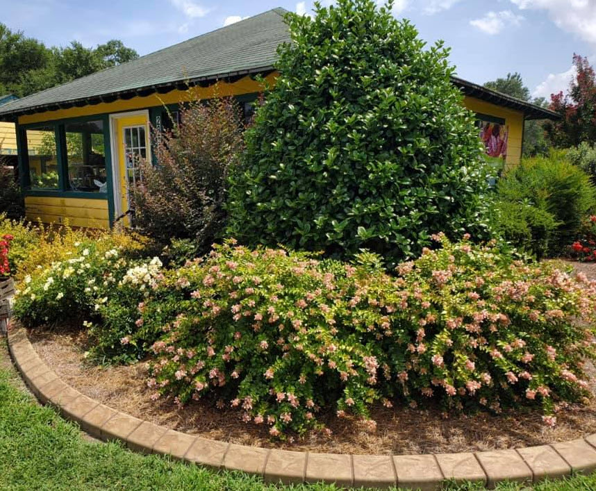 Canyon Creek Abelia Kaleidoscope | Gardeners Confidence Collection®