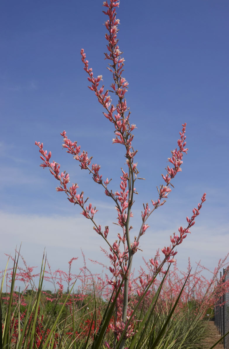 Red Yucca Plants