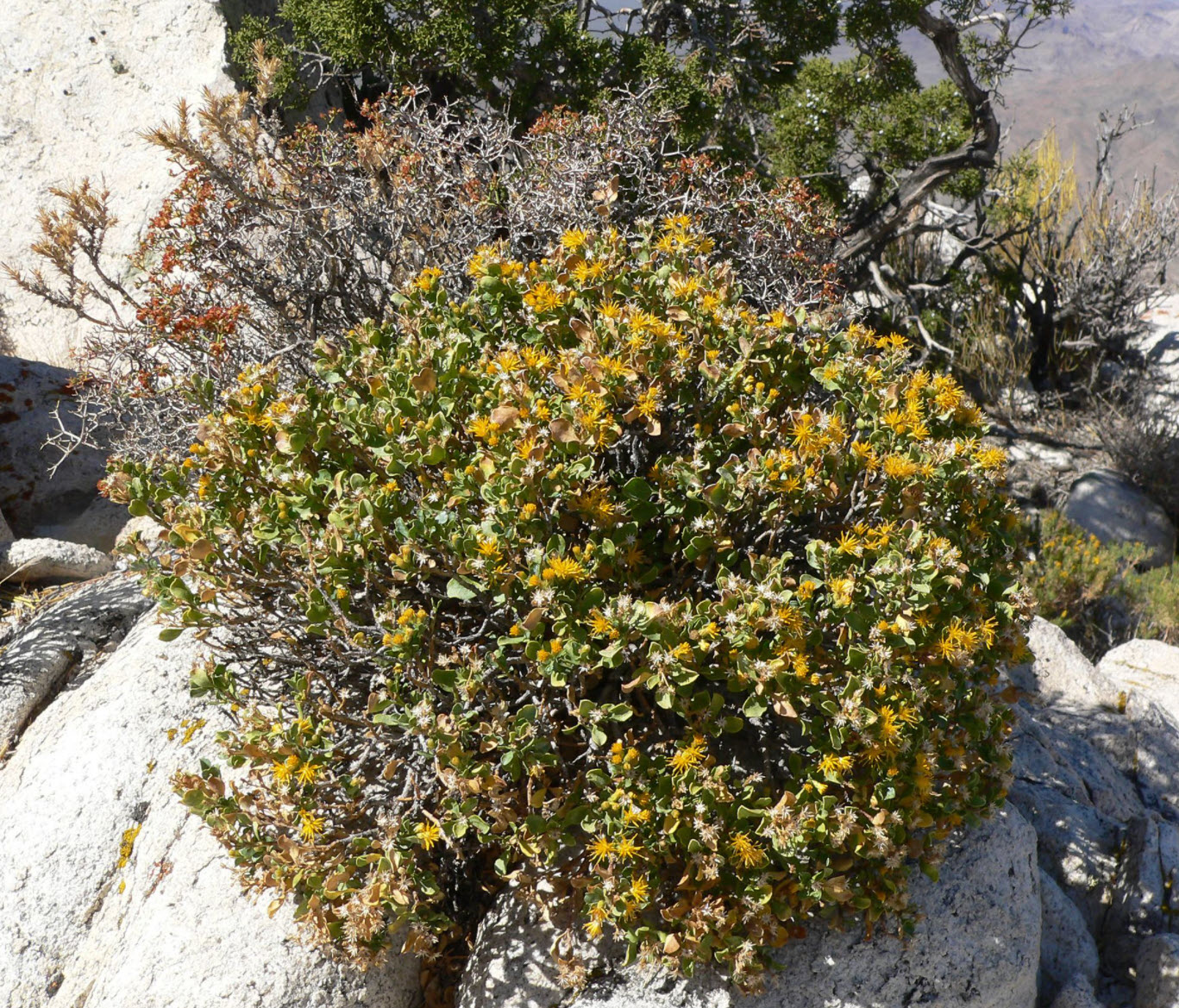 Ericameria cuneata - Cliff Goldenbush | PlantMaster