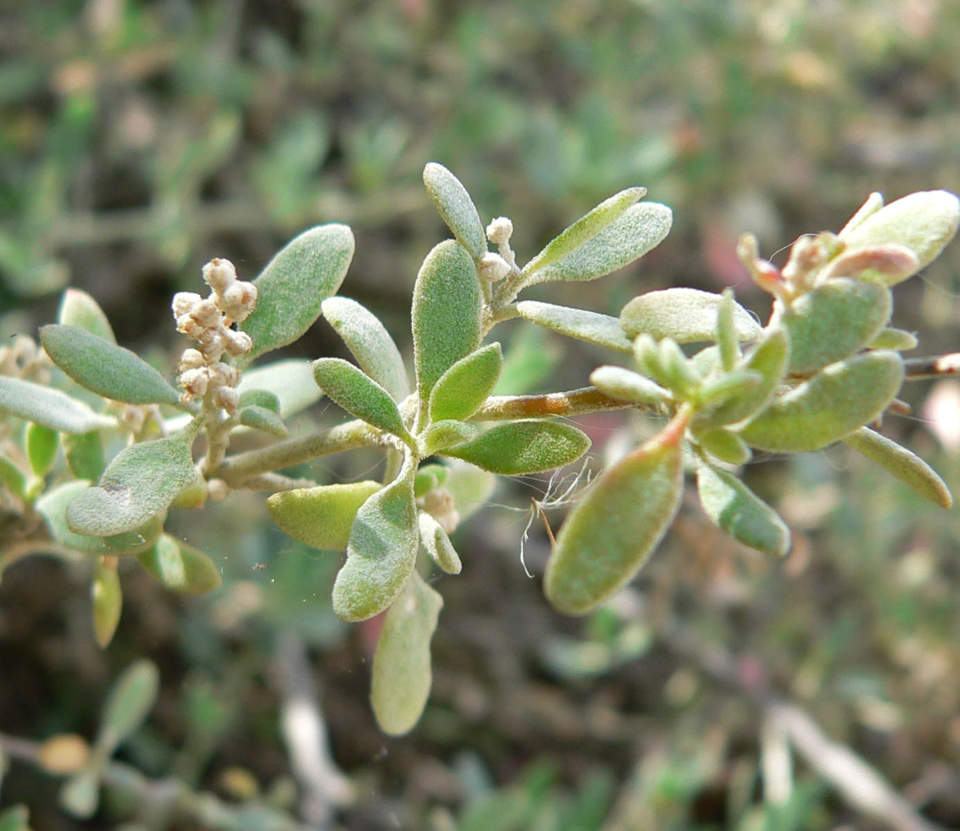 Rhagodia spinescens - Creeping Australian Saltbush | PlantMaster