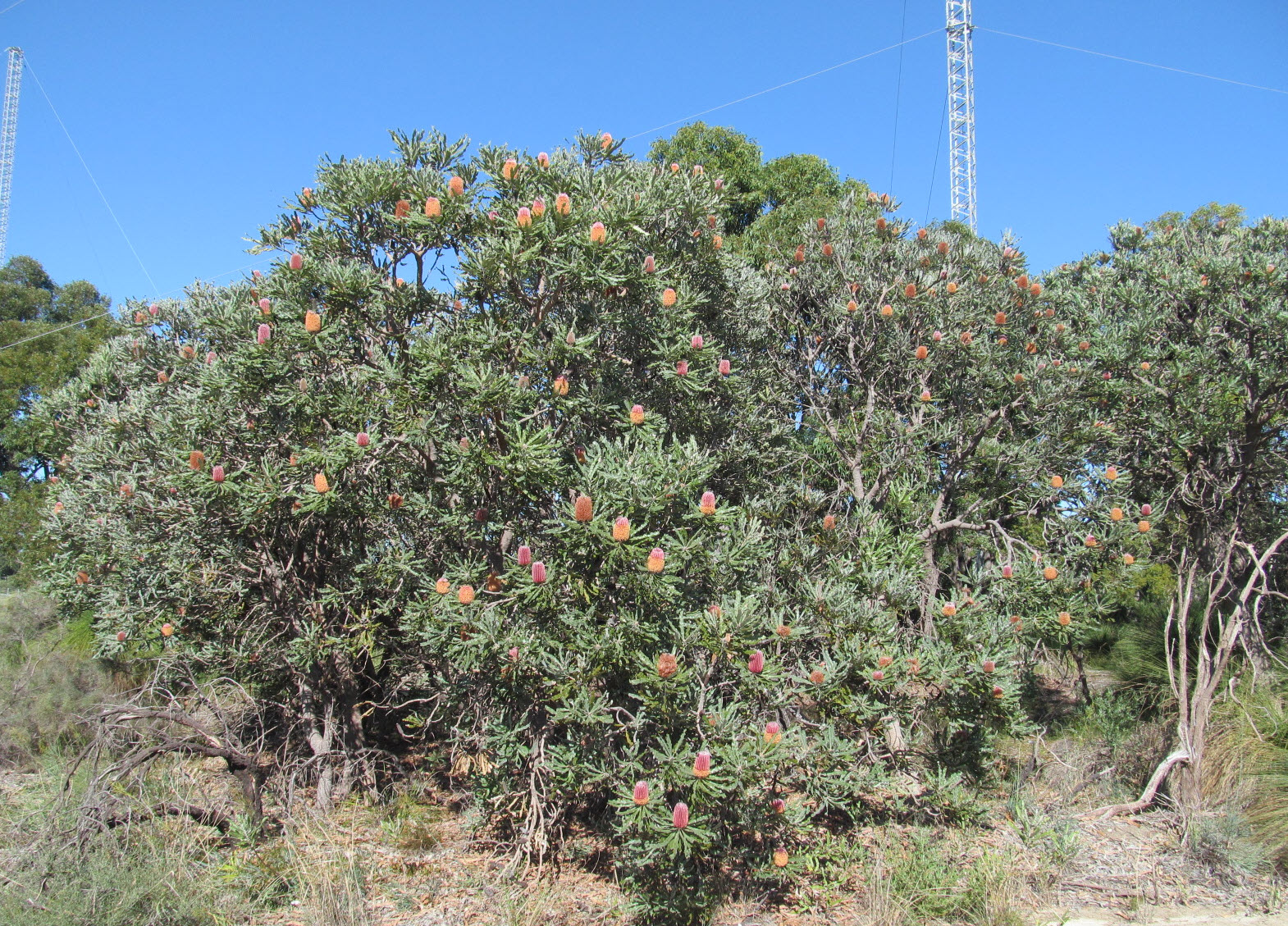 Banksia menziesii - Firewood Banksia | PlantMaster