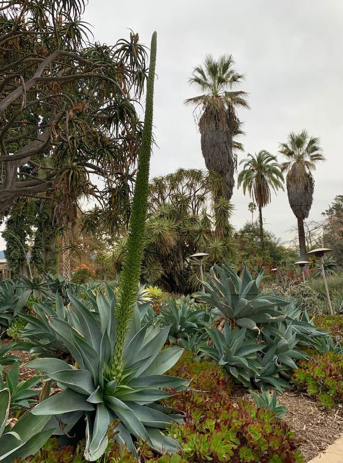 Agave Attenuata Boutin Blue