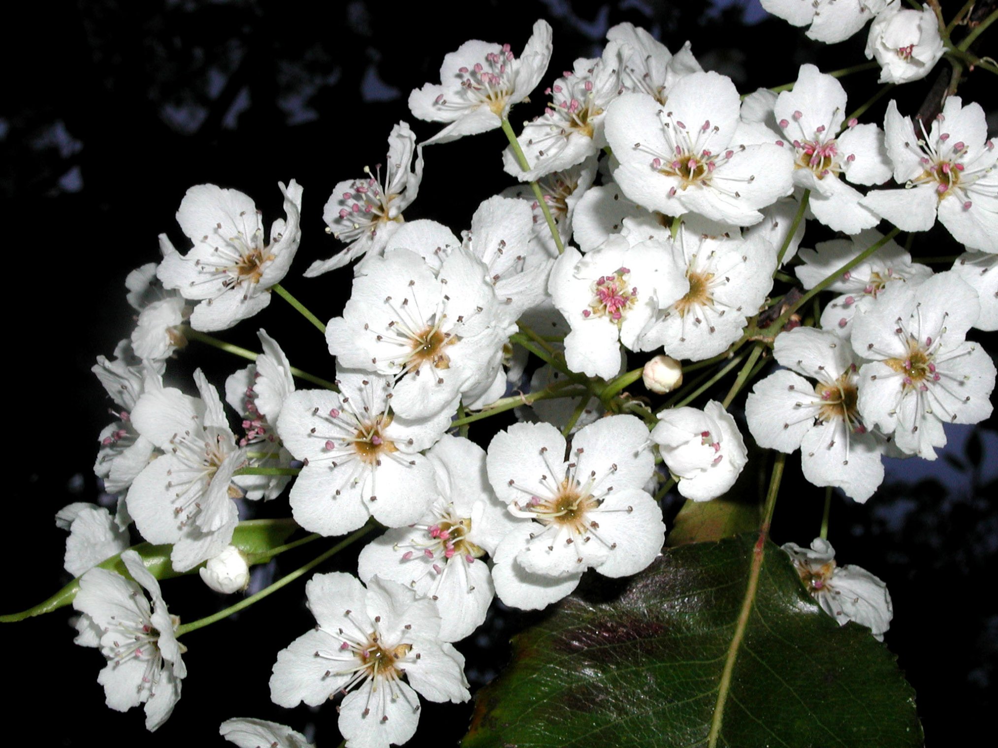 Pyrus kawakamii - Evergreen Pear | PlantMaster