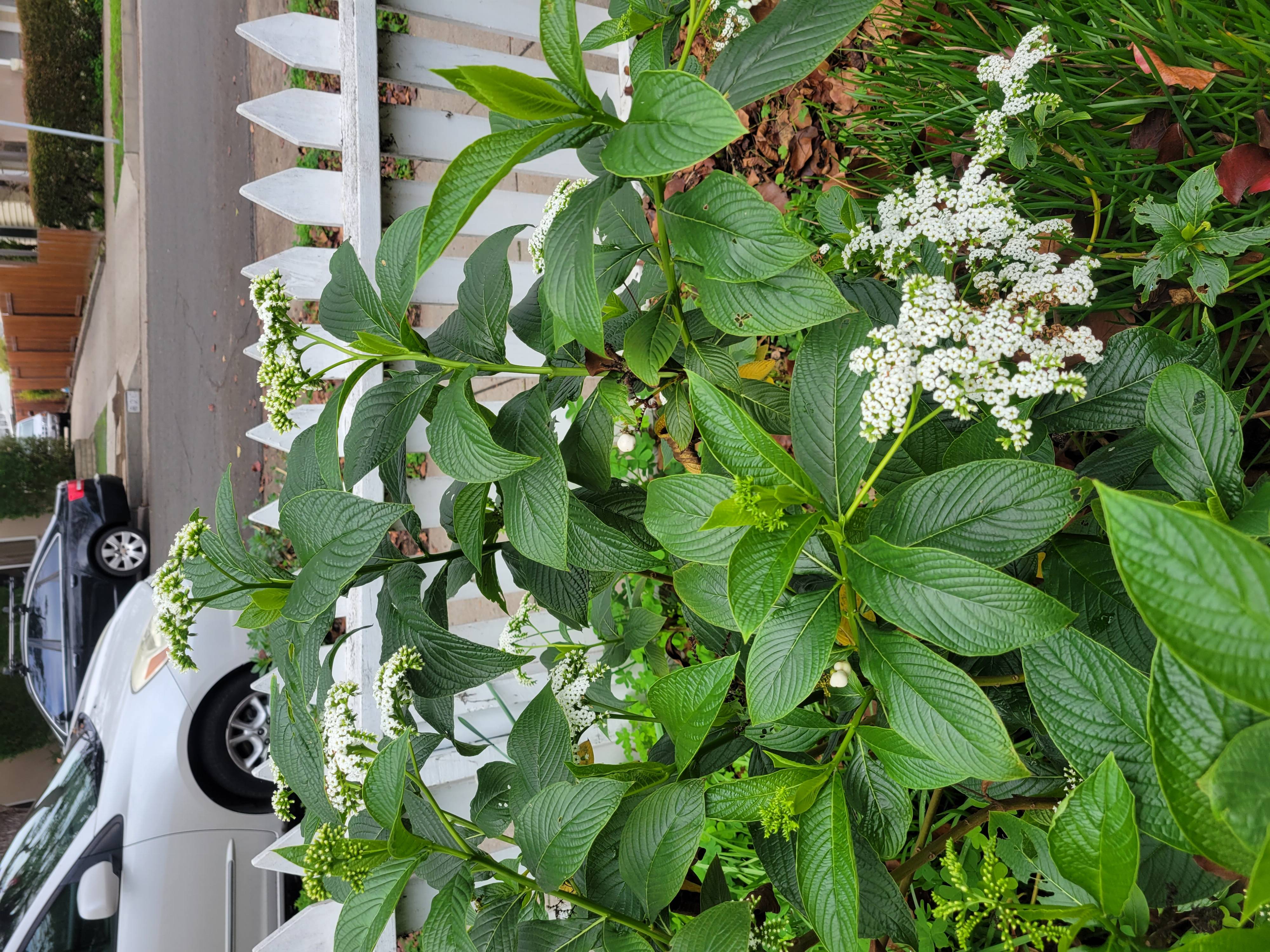 Heliotropium sp. 'Ecuador' - Ecuadorian Heliotrope | PlantMaster