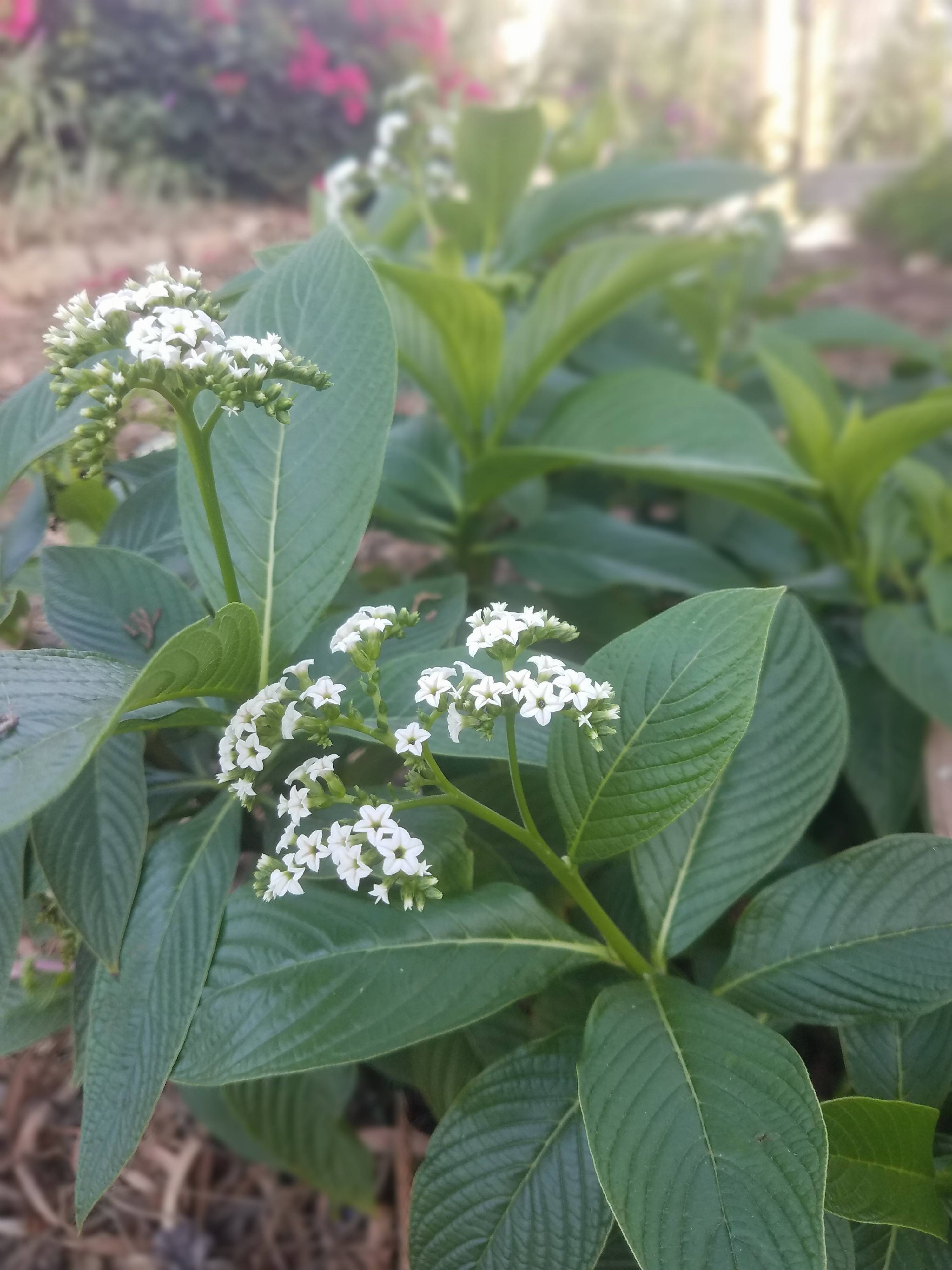 Heliotropium sp. 'Ecuador' - Ecuadorian Heliotrope | PlantMaster