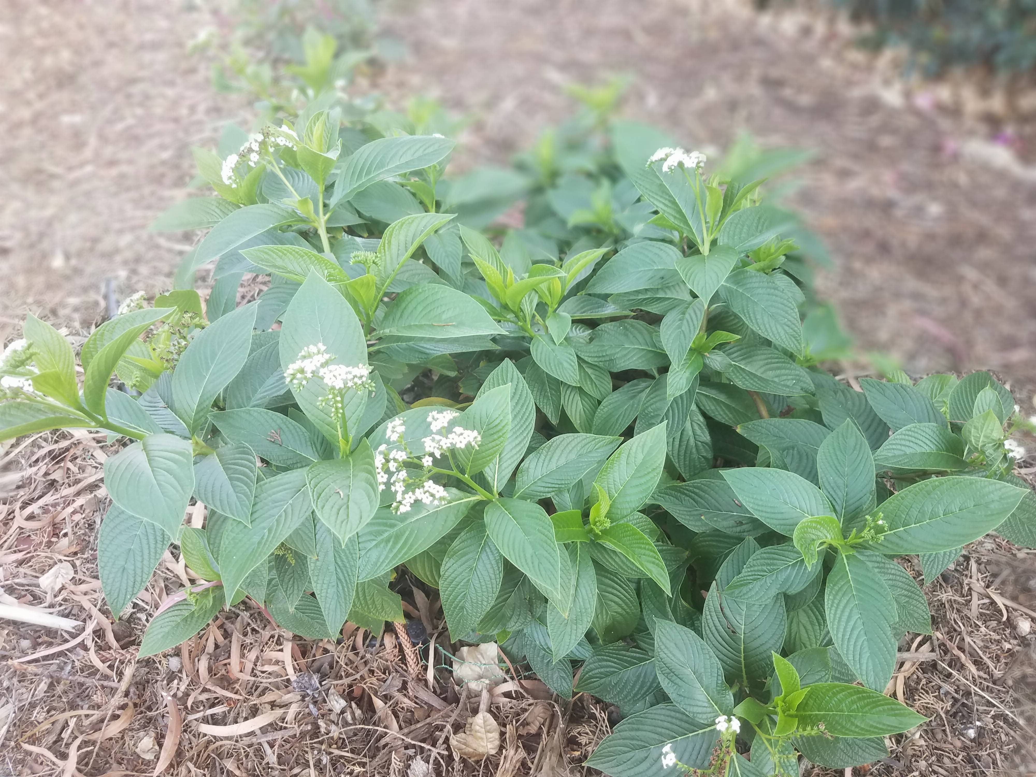 Heliotropium sp. 'Ecuador' - Ecuadorian Heliotrope | PlantMaster