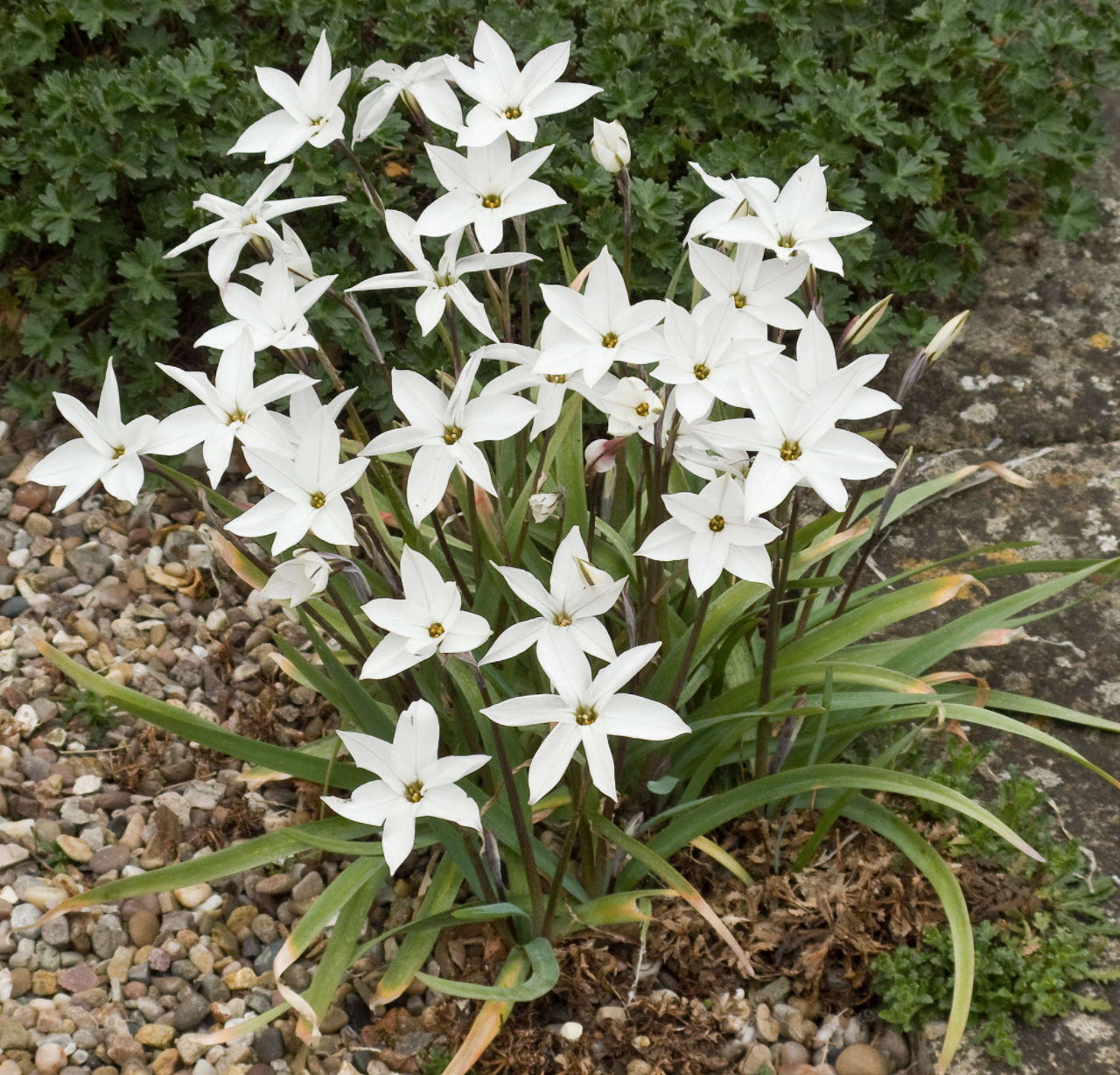 Ipheion uniflorum - Spring Starflower | PlantMaster