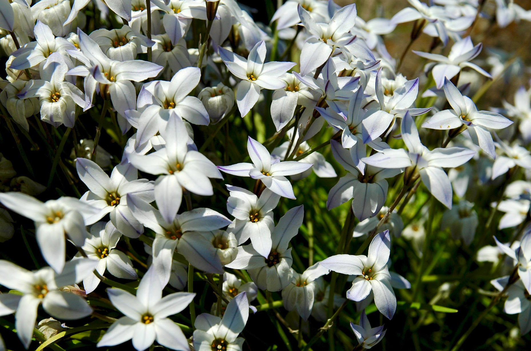 Ipheion uniflorum - Spring Starflower | PlantMaster