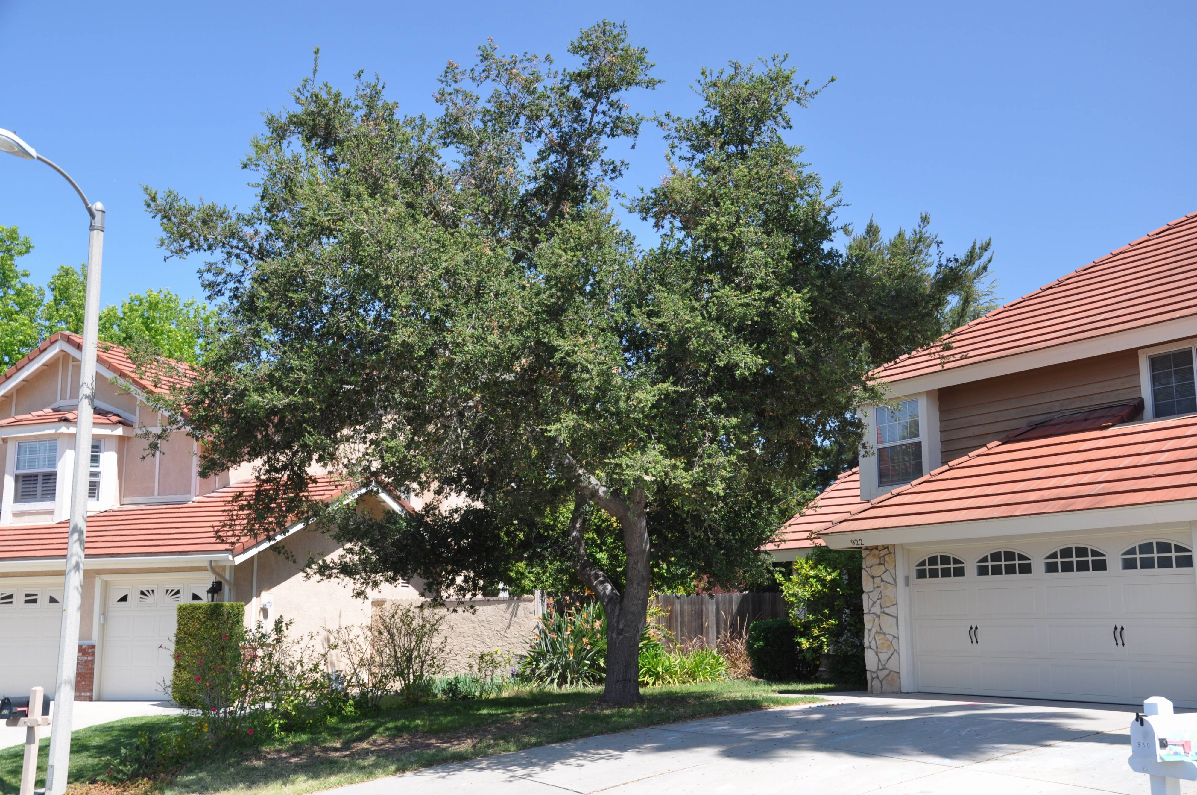 Quercus agrifolia - Coast Live Oak | PlantMaster