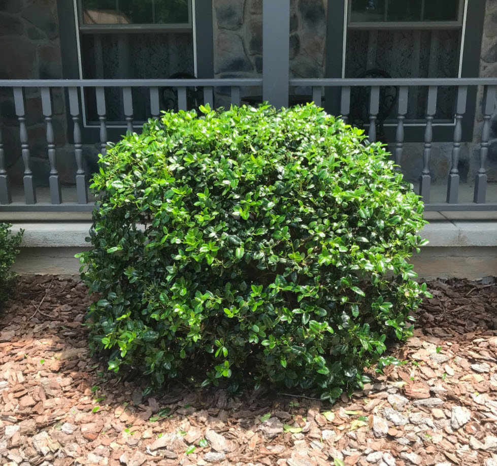 Ilex cornuta Dwarf Burfordii Dwarf Burford Holly PlantMaster