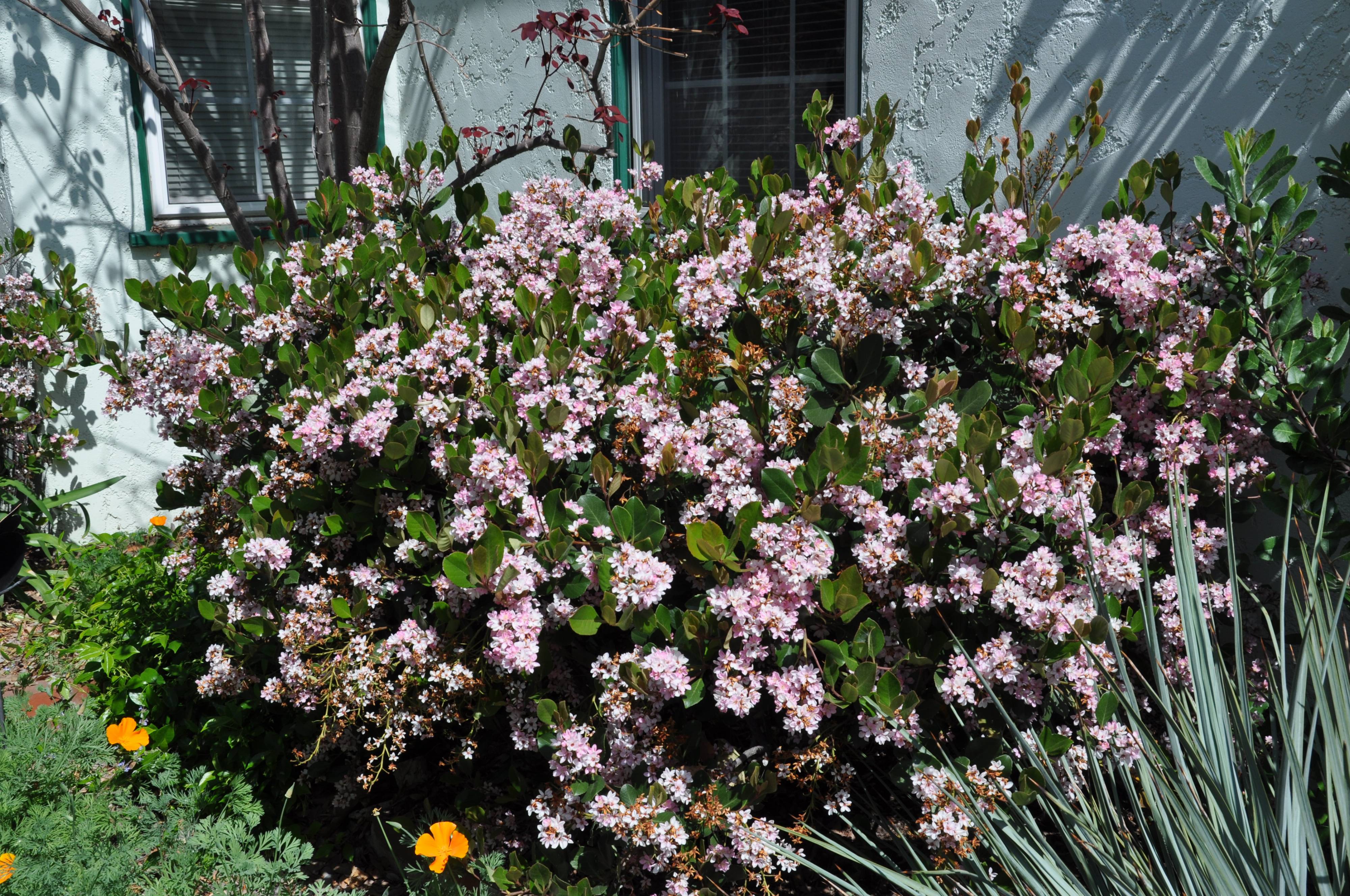 Indian Hawthorne Georgia Petite Indian Hawthorn, Rhaphiolepis X