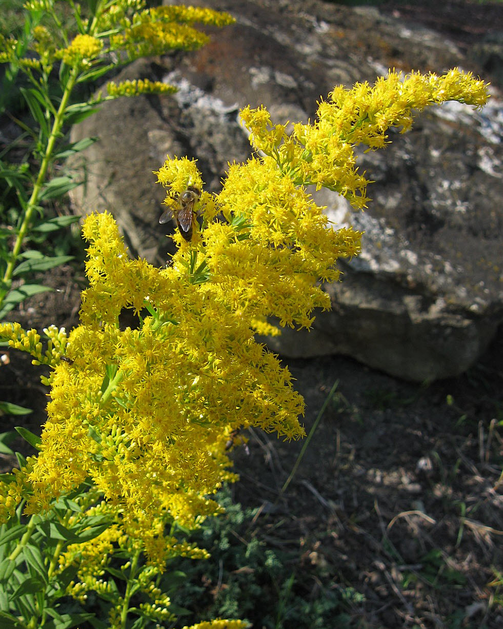 Solidago altissima - Canadian Goldenrod | PlantMaster