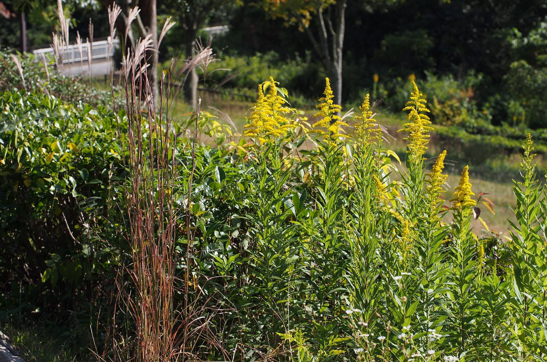 Solidago altissima - Canadian Goldenrod | PlantMaster