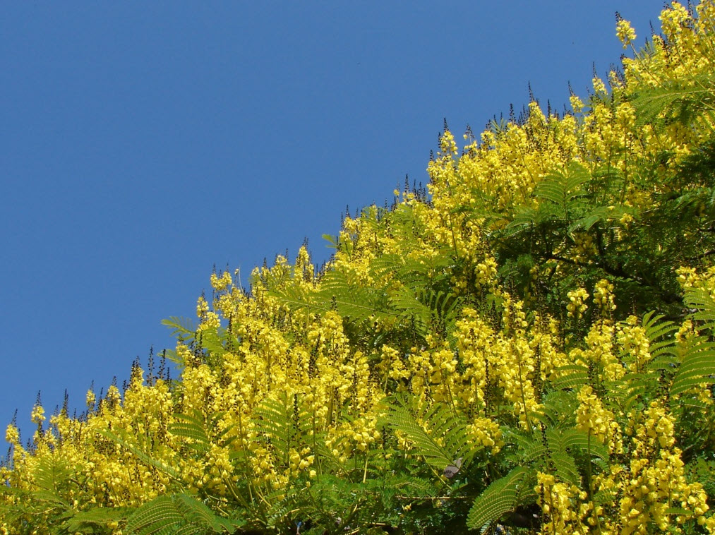 Schizolobium parahyba - Brazilian Fern Tree | PlantMaster