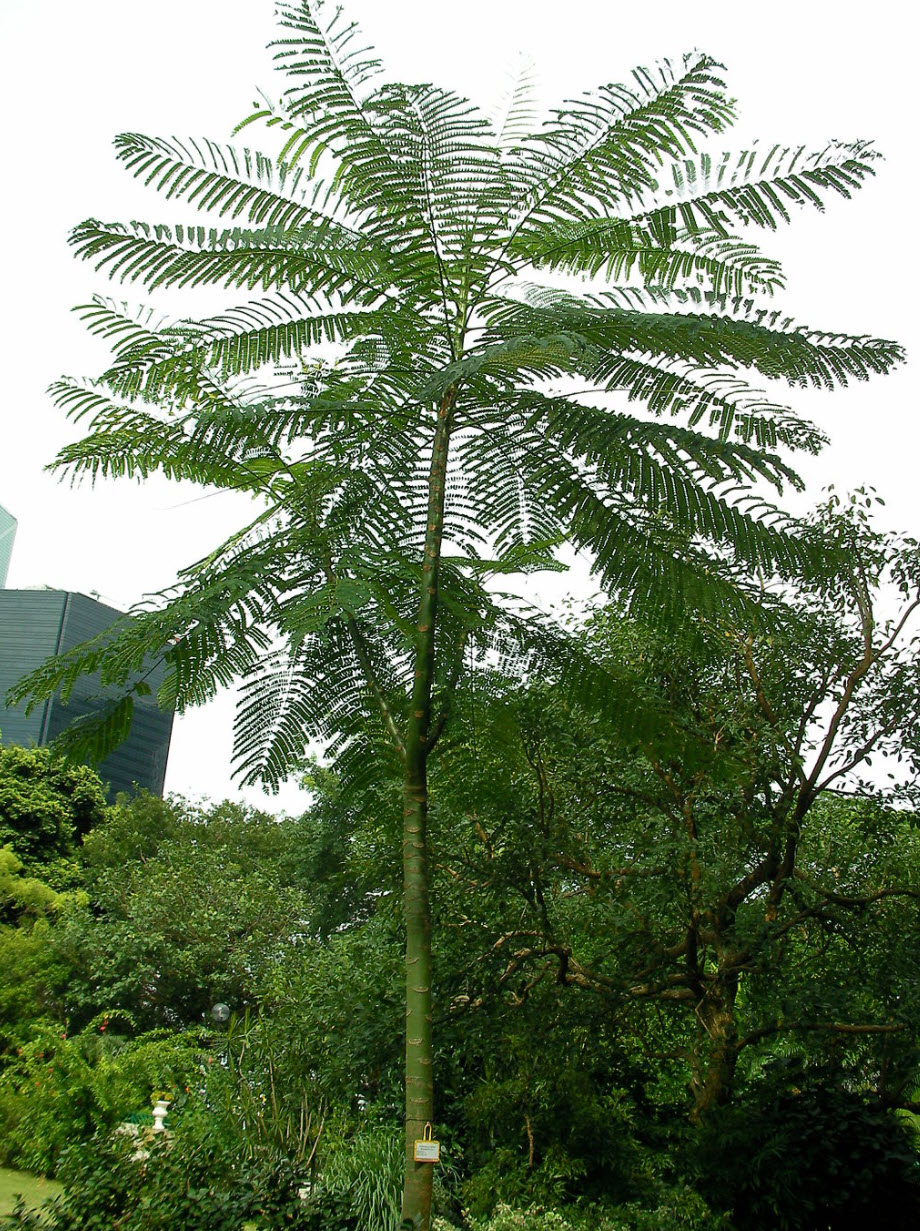 Schizolobium parahyba - Brazilian Fern Tree | PlantMaster