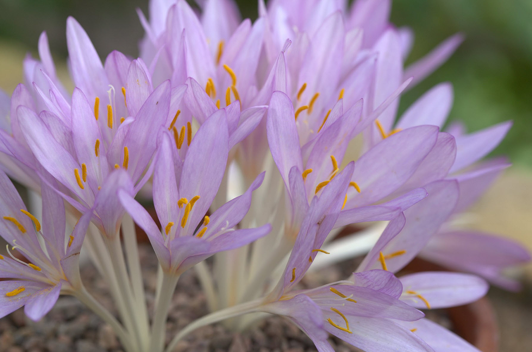 Colchicum cilicicum - Tenore Autumn Crocus | PlantMaster