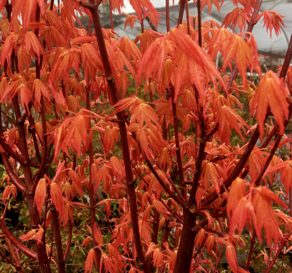 Orange Flame Japanese Maple