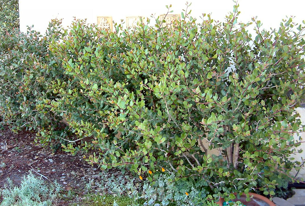 Rhus Integrifolia Lemonade Berry Rhus Integrifolia | Moosa Creek