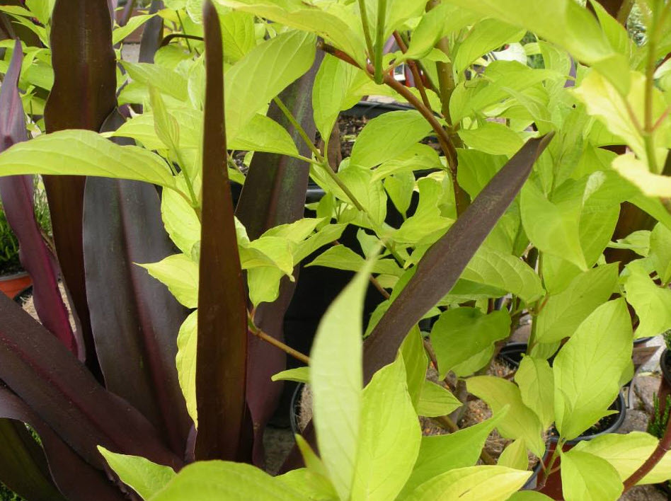 Prairie Fire Dogwood