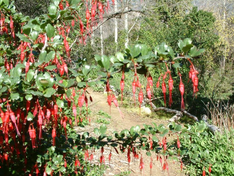 Ribes speciosum - Fuchsia-Flowering Gooseberry | PlantMaster