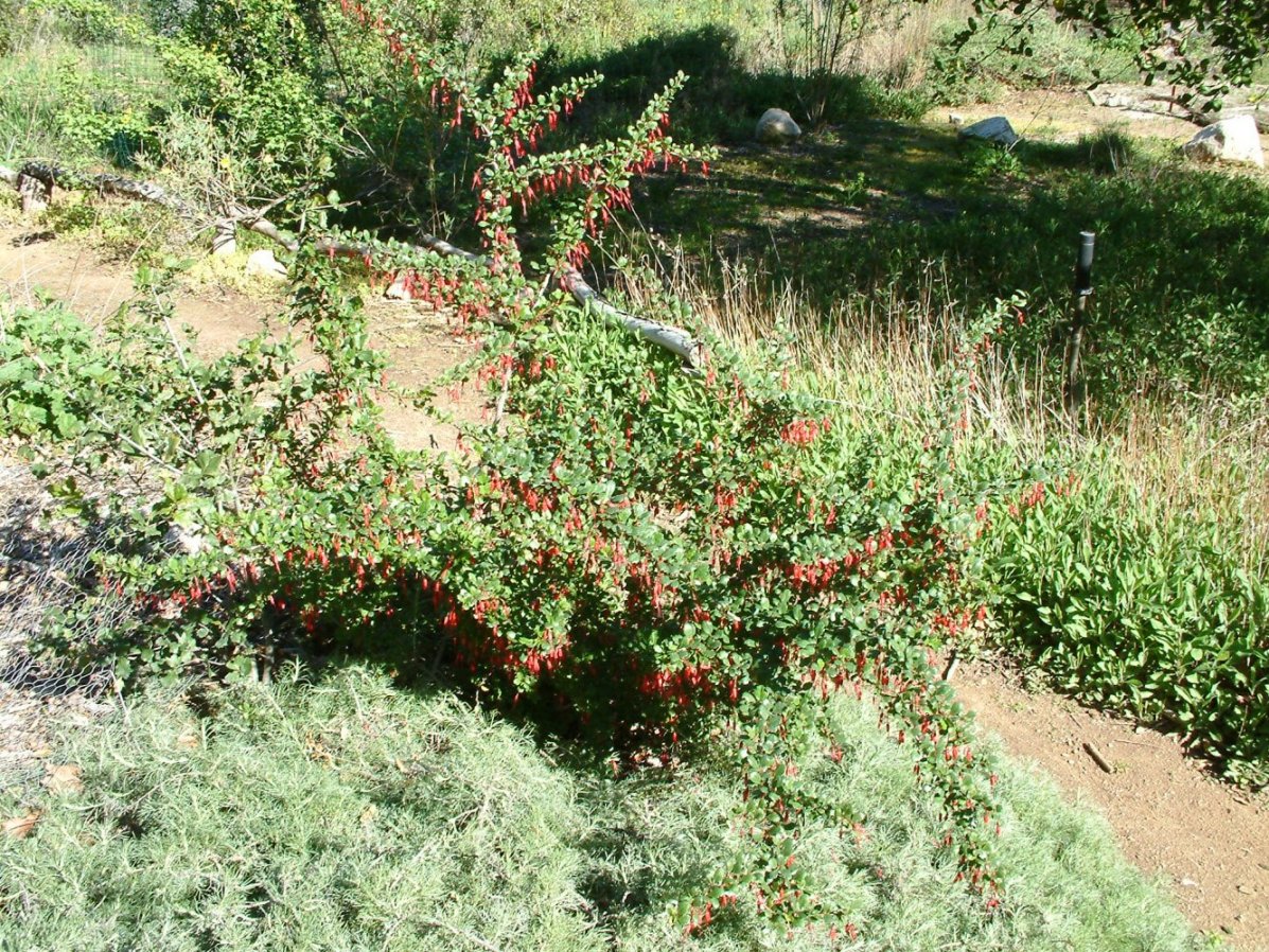 Ribes speciosum - Fuchsia-Flowering Gooseberry | PlantMaster