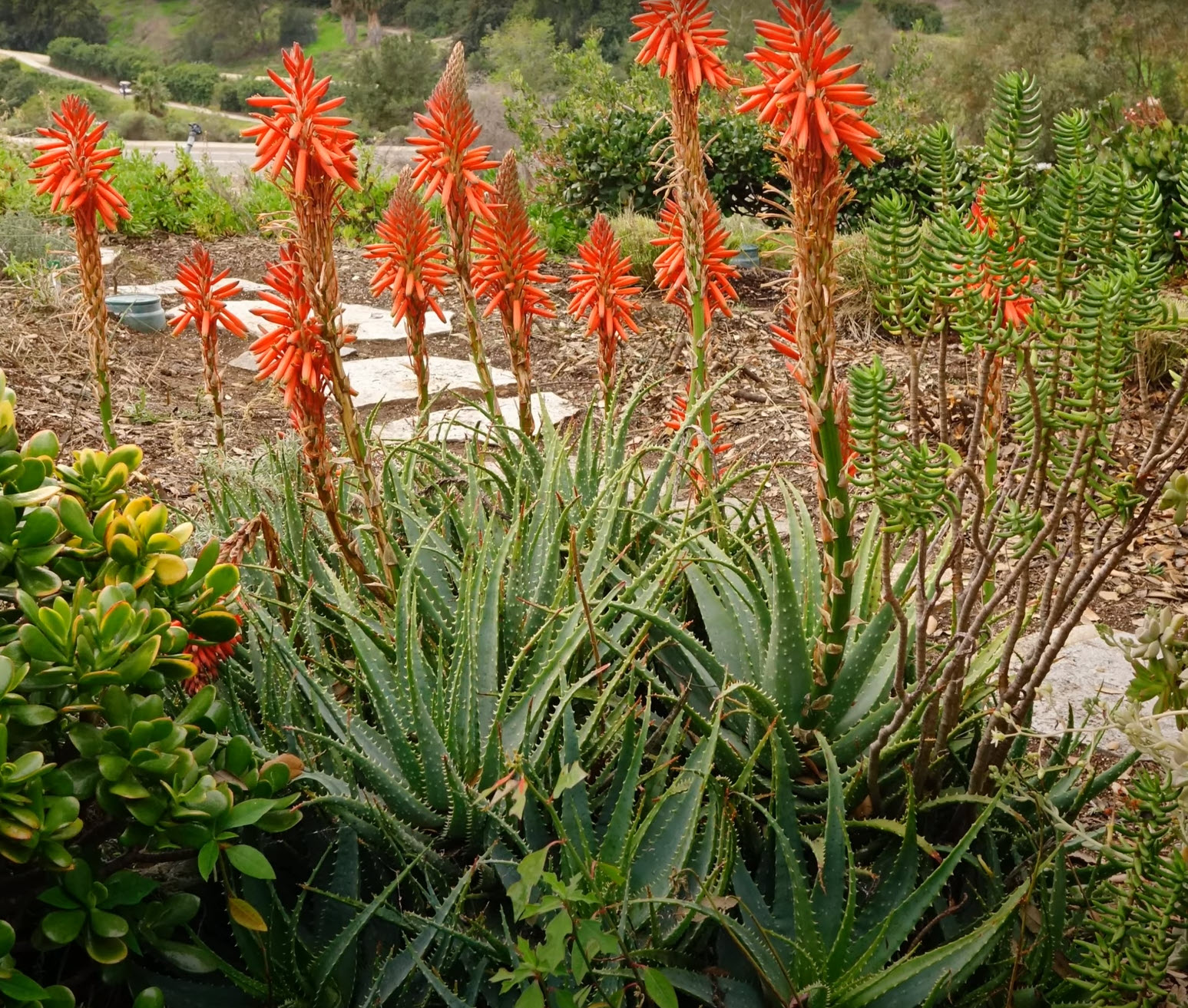 Aloe x spinosissima - Spider Aloe | PlantMaster