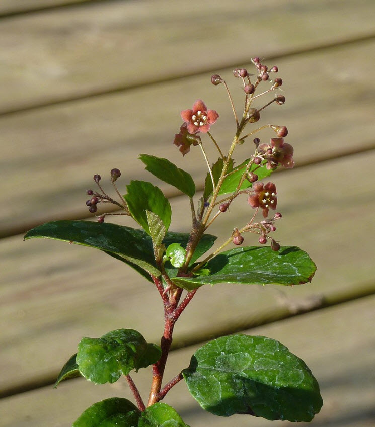 Ribes viburnifolium - Catalina Evergreen Currant | PlantMaster