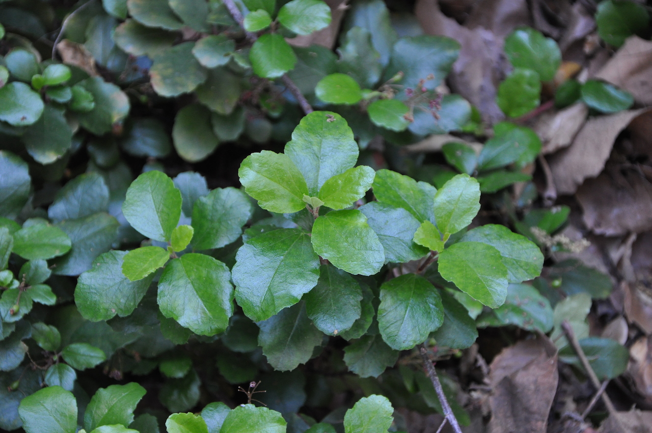 Ribes viburnifolium - Catalina Evergreen Currant | PlantMaster
