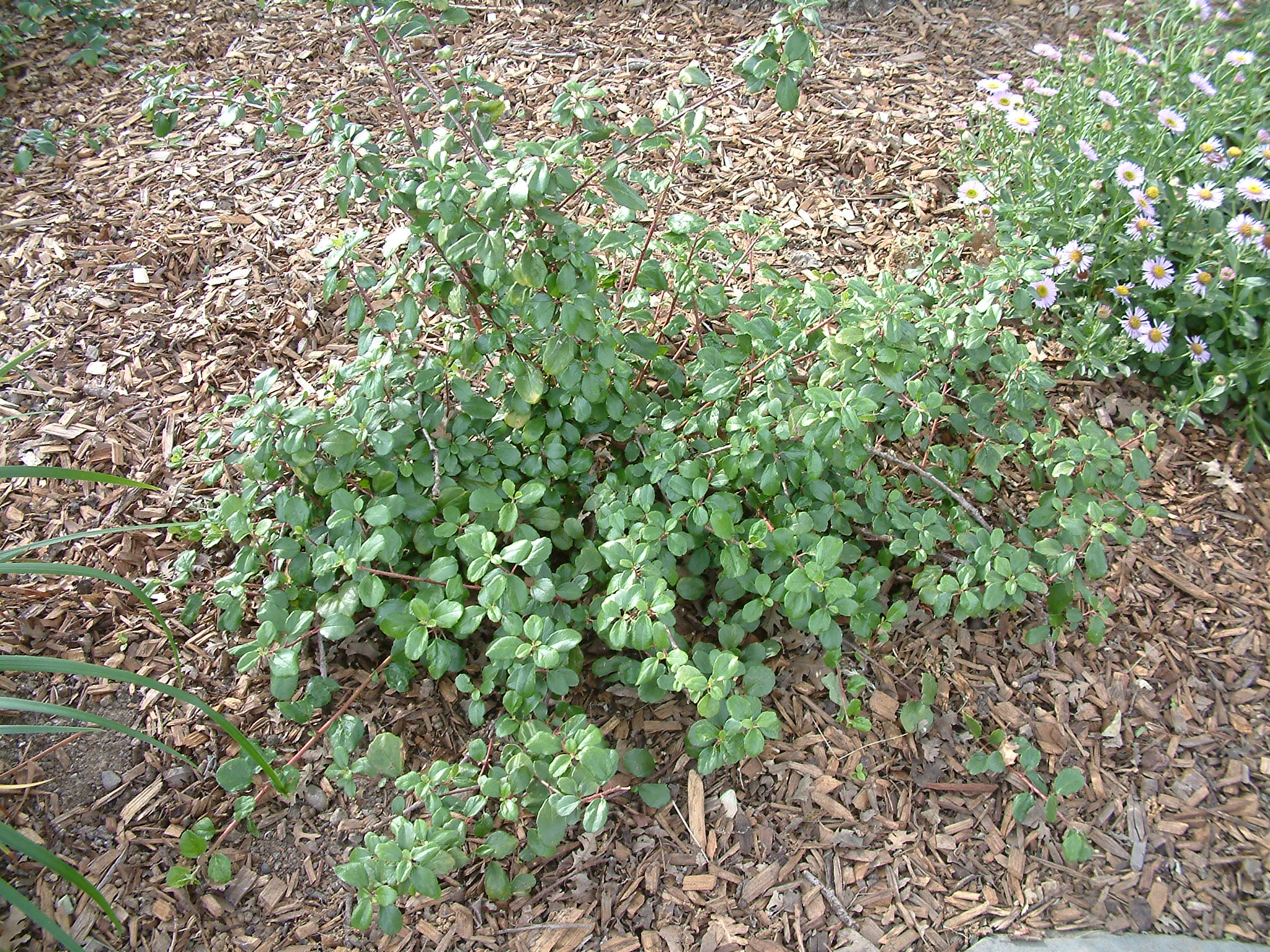 Ribes viburnifolium - Catalina Evergreen Currant | PlantMaster
