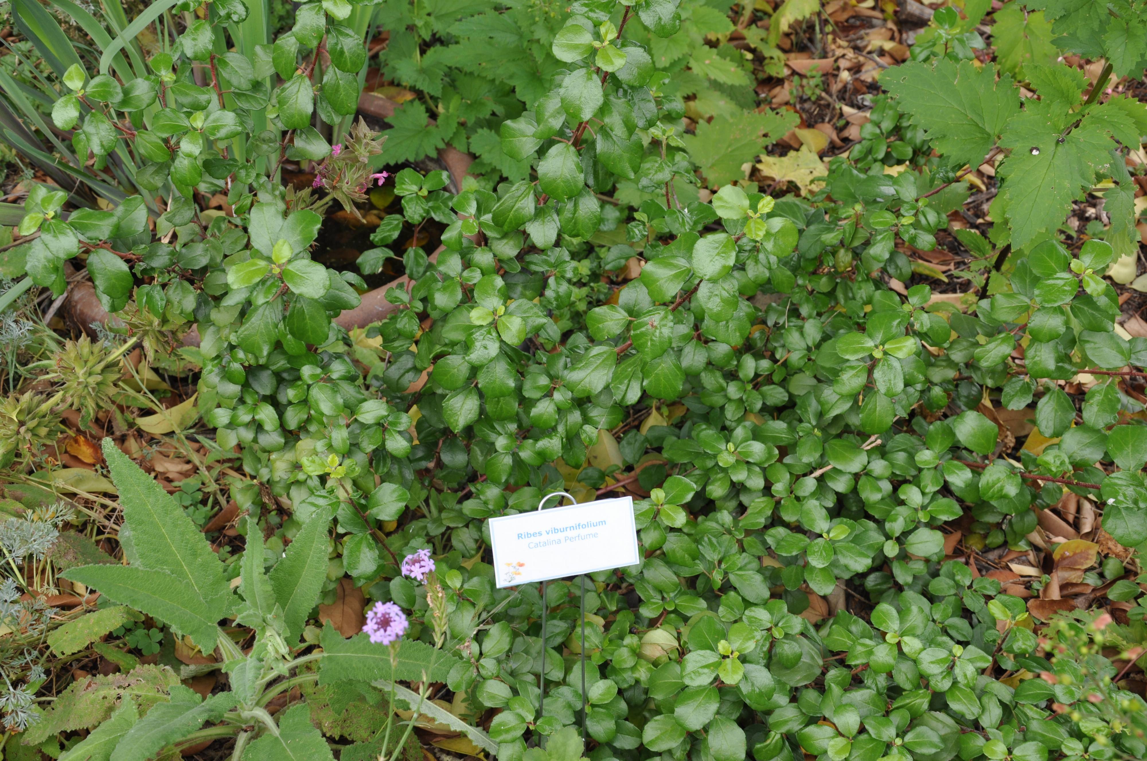 Ribes viburnifolium - Catalina Evergreen Currant | PlantMaster