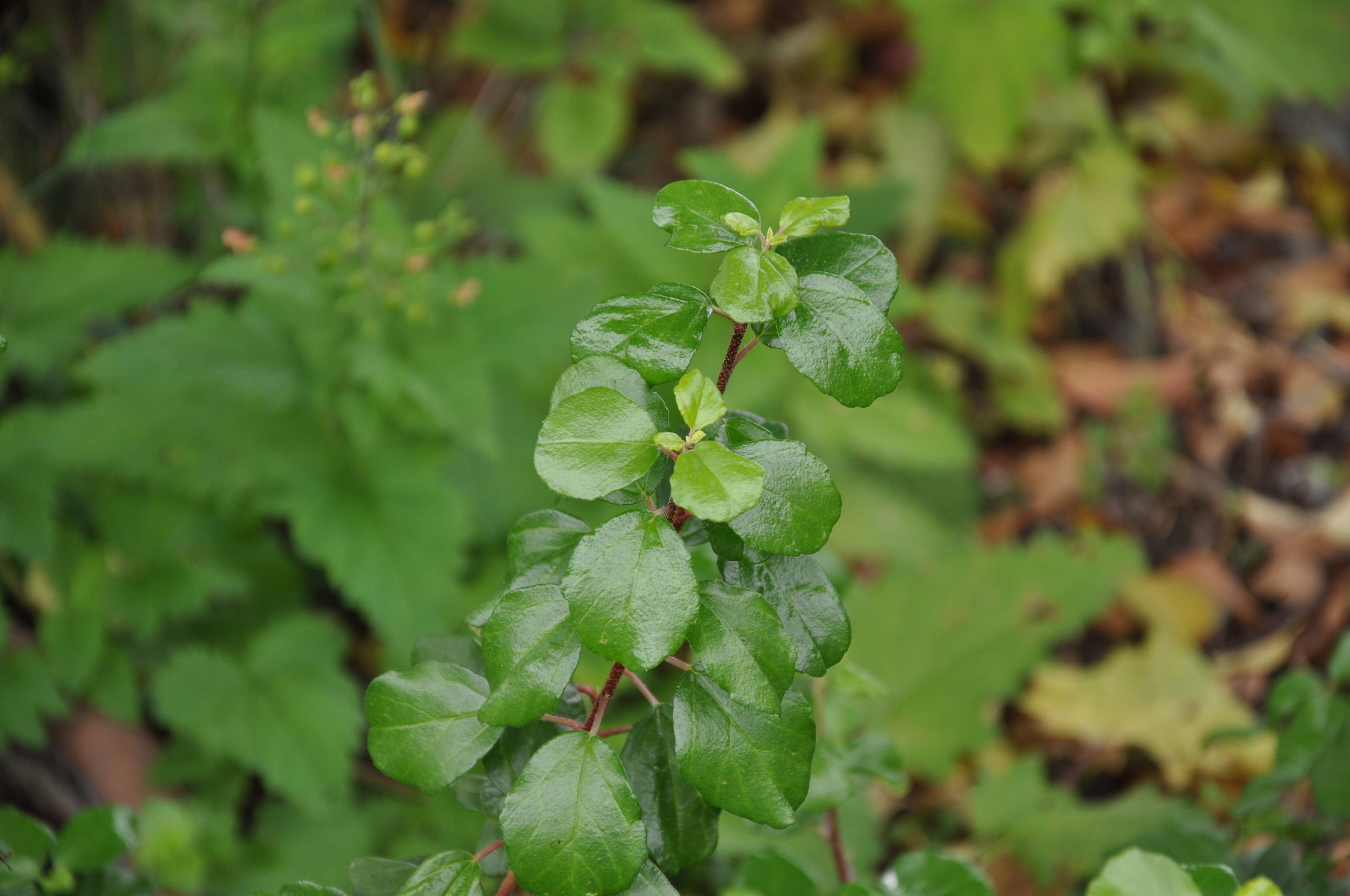 Ribes viburnifolium - Catalina Evergreen Currant | PlantMaster
