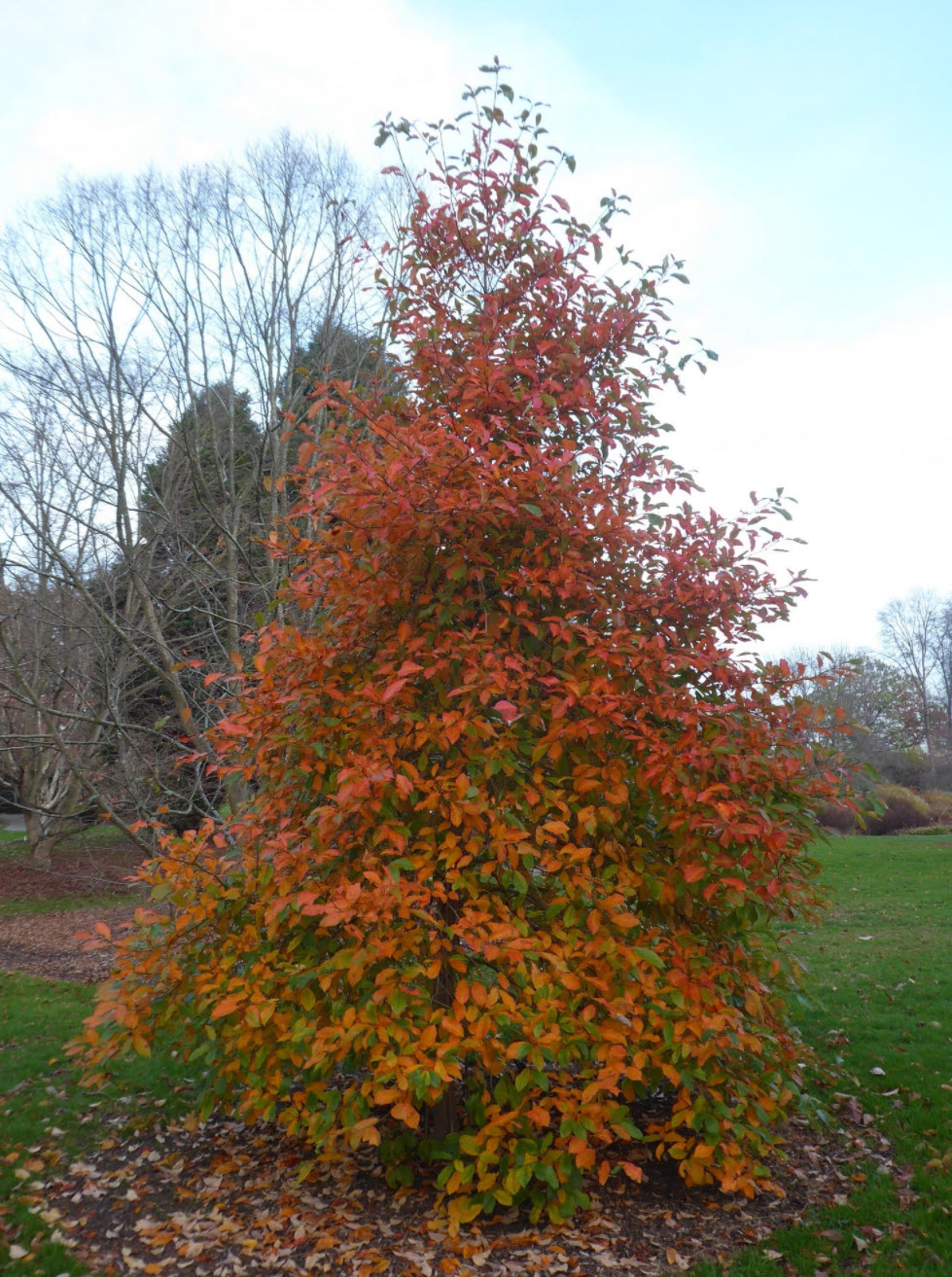 Nyssa Tupelo Nyssa Sylvatica Black Tupelo (Blackgum) Black Gum, Black