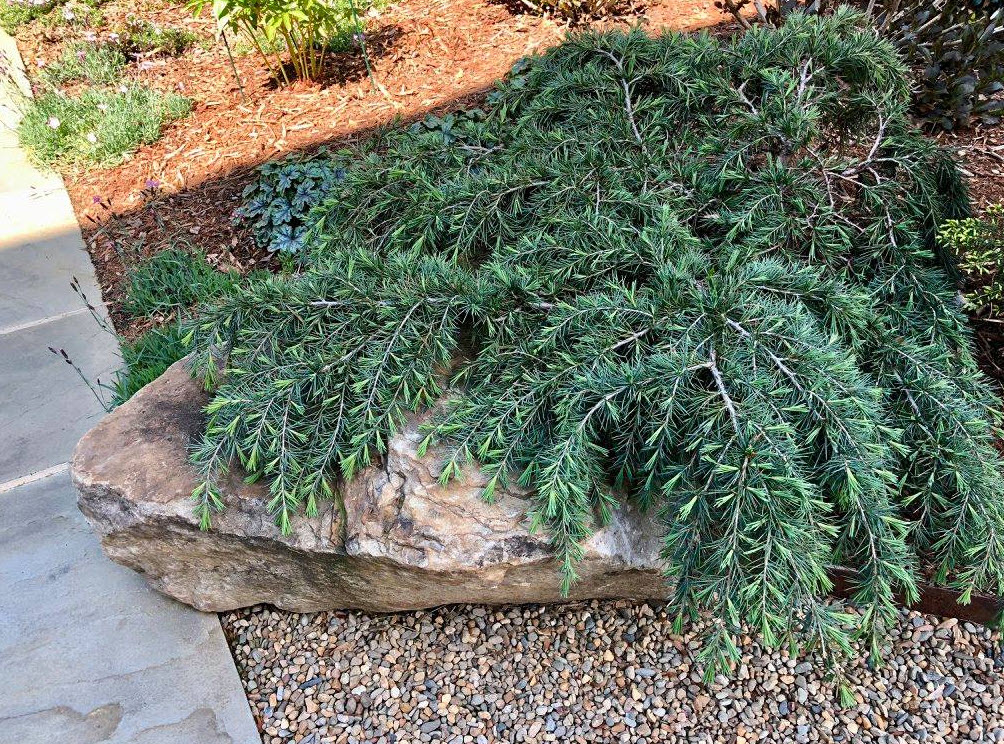 Blue Deodar Cedar Varieties Feelin' Blue® Deodar Cedar For Sale