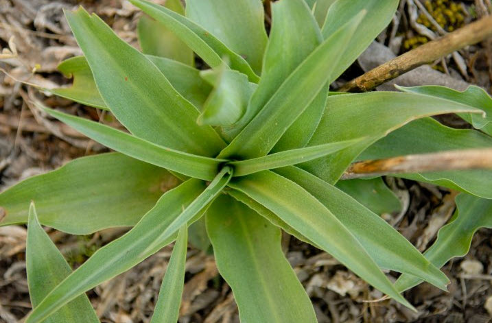 Manfreda virginica - False Aloe | PlantMaster
